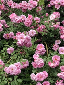 Macération solaire à la rose de mai | Les Mauvaises Herbes